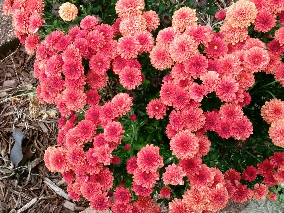 Flora Flower Nature - Free photo on Pixabay - Pixabay