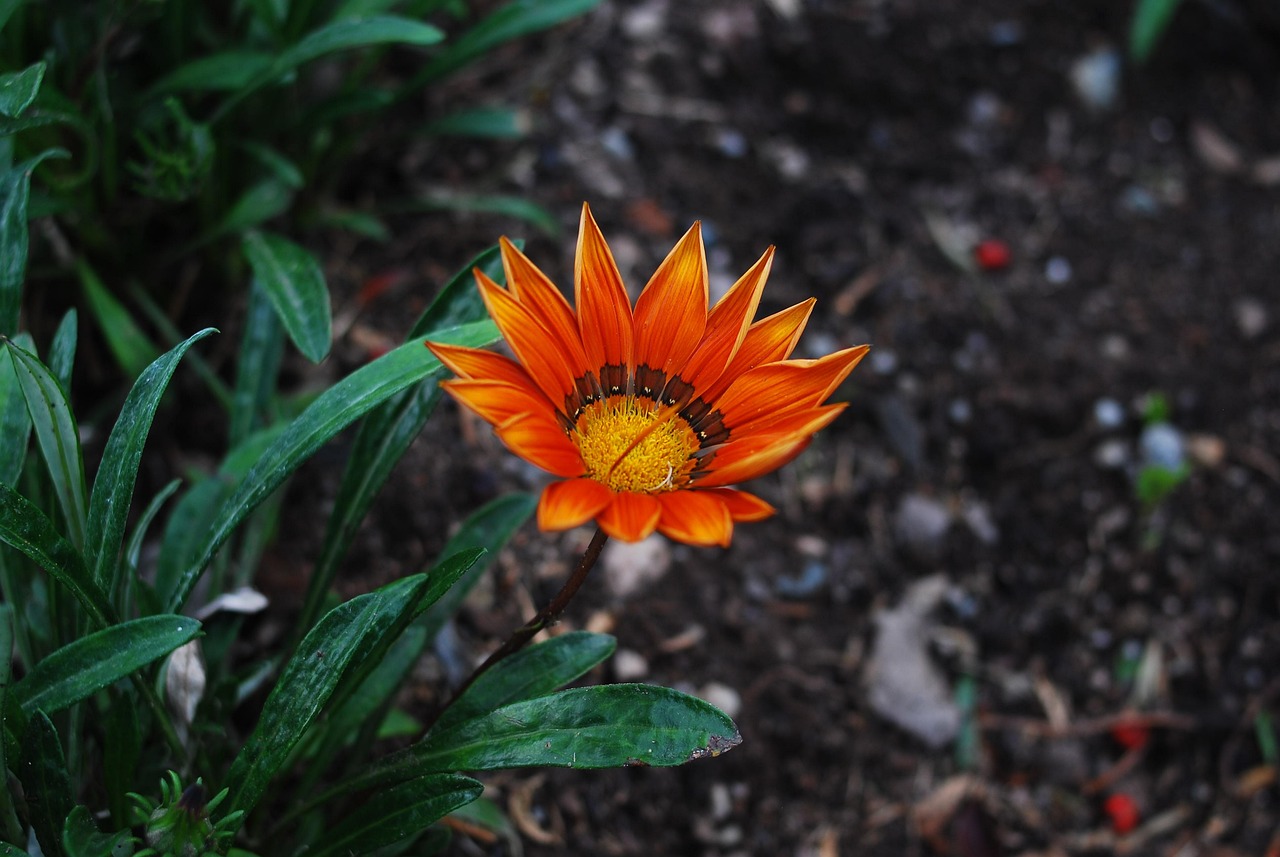 Natureza Plantar Flor - Foto gratuita no Pixabay - Pixabay