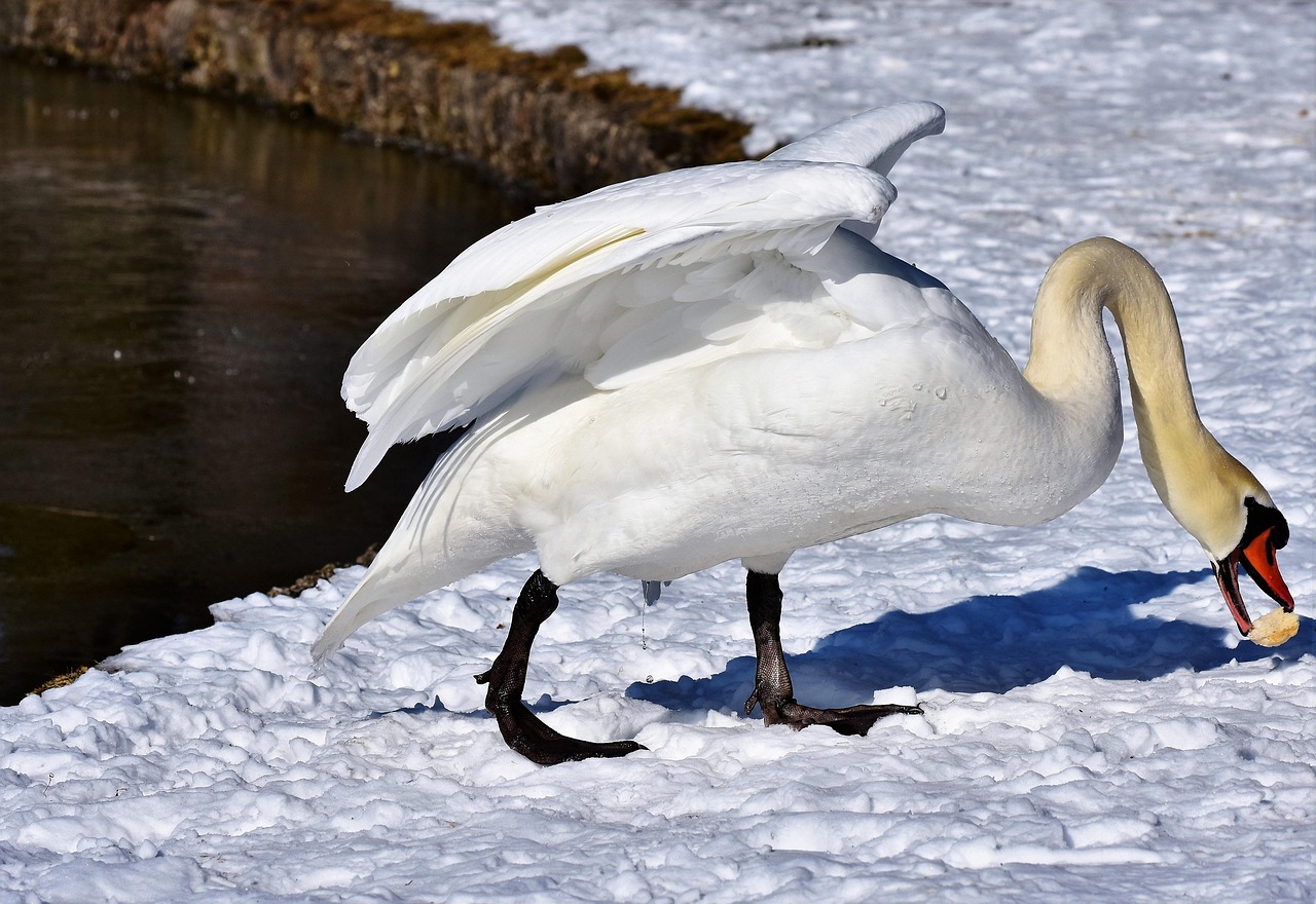 Cisne Ave Acuática Schwimmvogel - Foto gratis en Pixabay - Pixabay