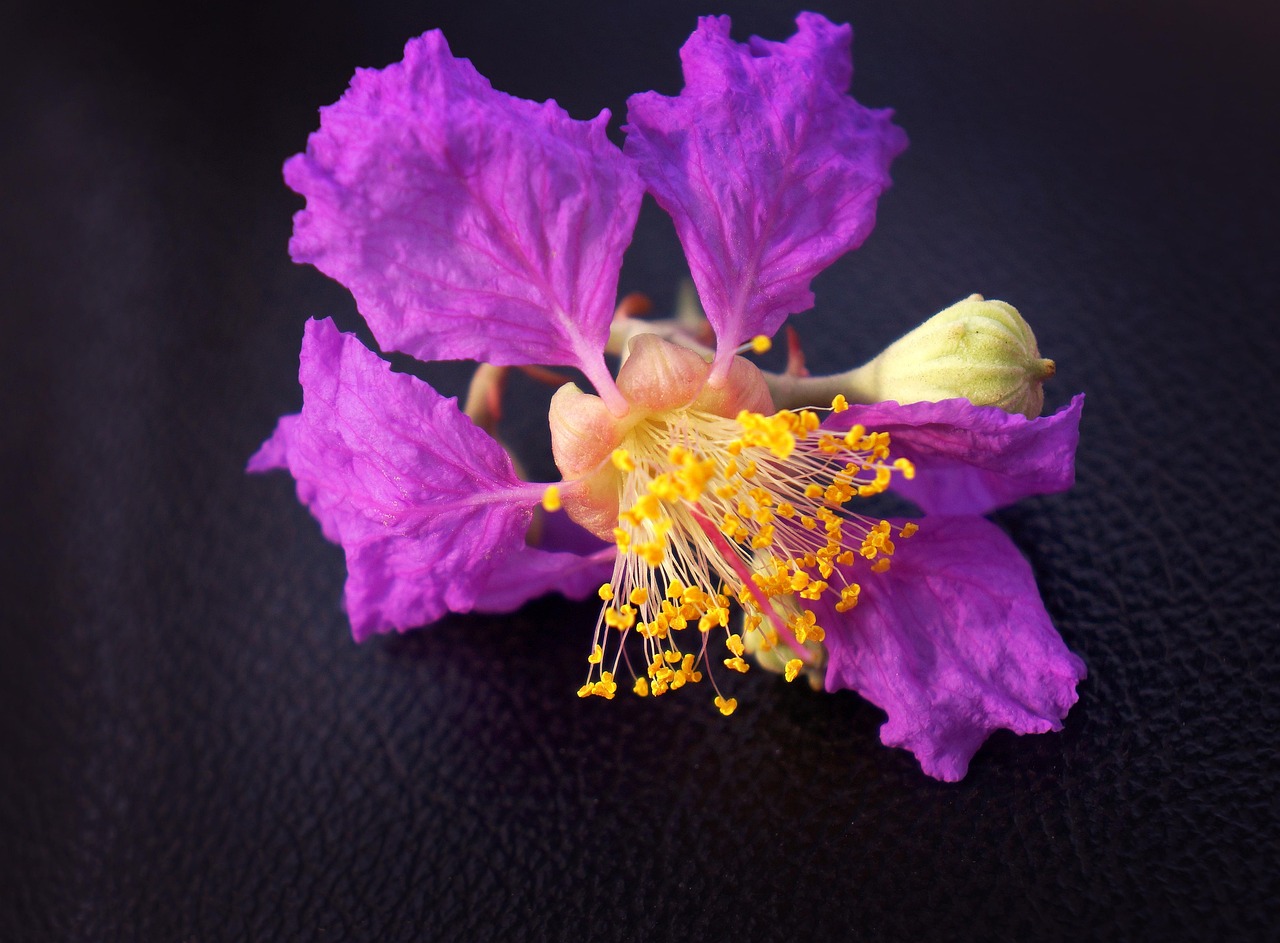 Hoa Bằng Lăng Purple Flower - Free photo on Pixabay - Pixabay