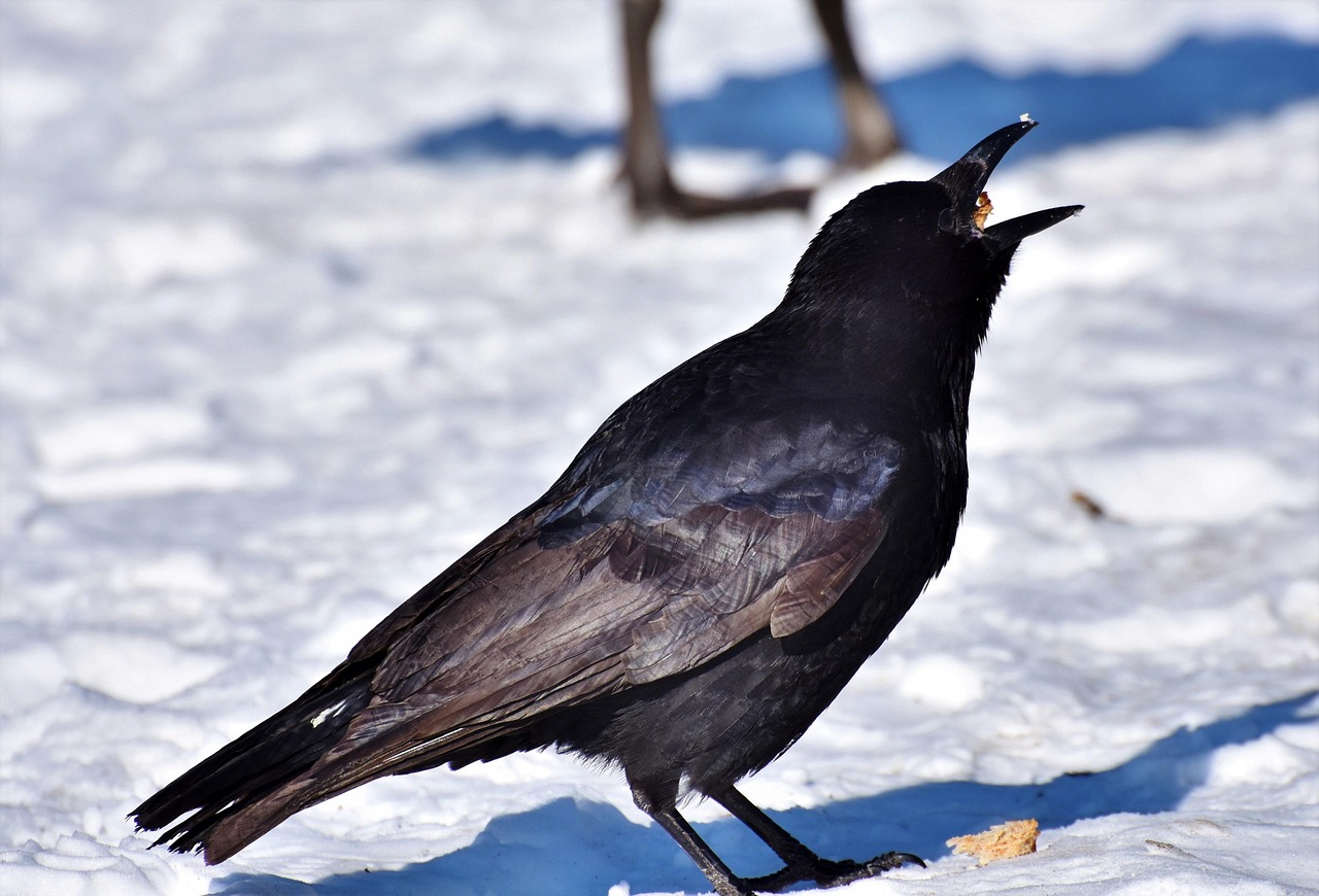 Crow Raven Bird - Free photo on Pixabay