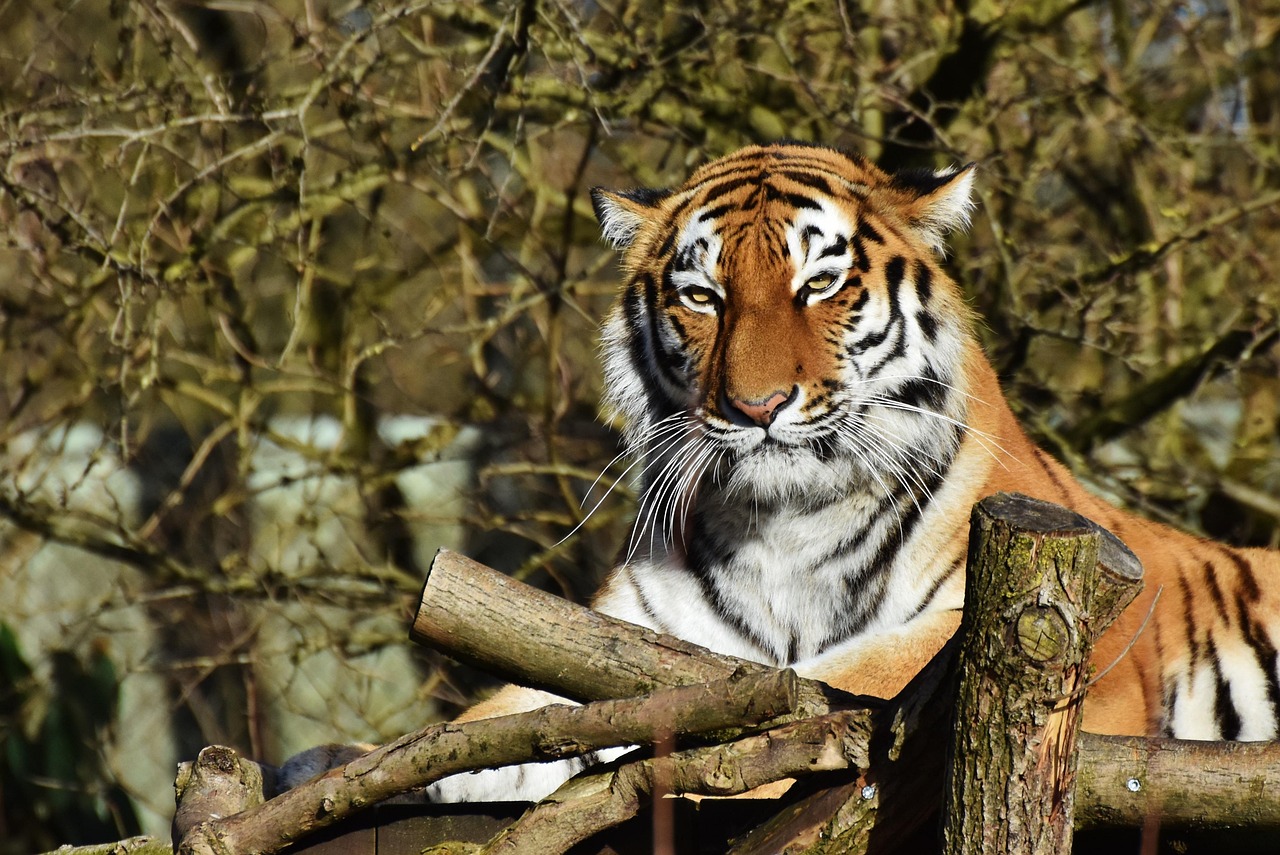 Tiger Raubkatze Raubtier - Kostenloses Foto auf Pixabay - Pixabay