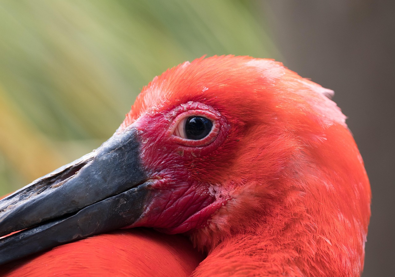 Scarlet Ibis Portrait Bird - Free photo on Pixabay