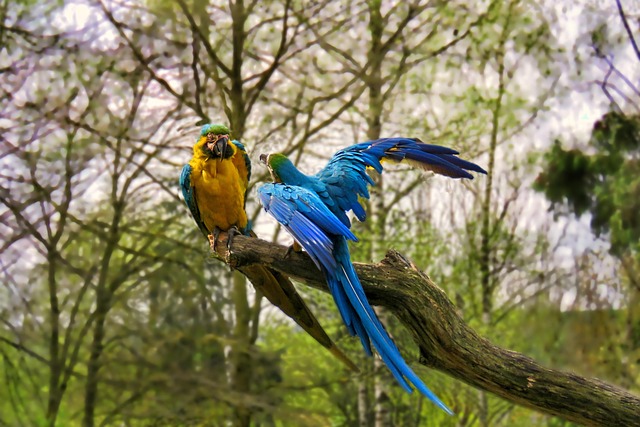 Más de 5 000 imágenes gratis de Loros y Naturaleza - Pixabay