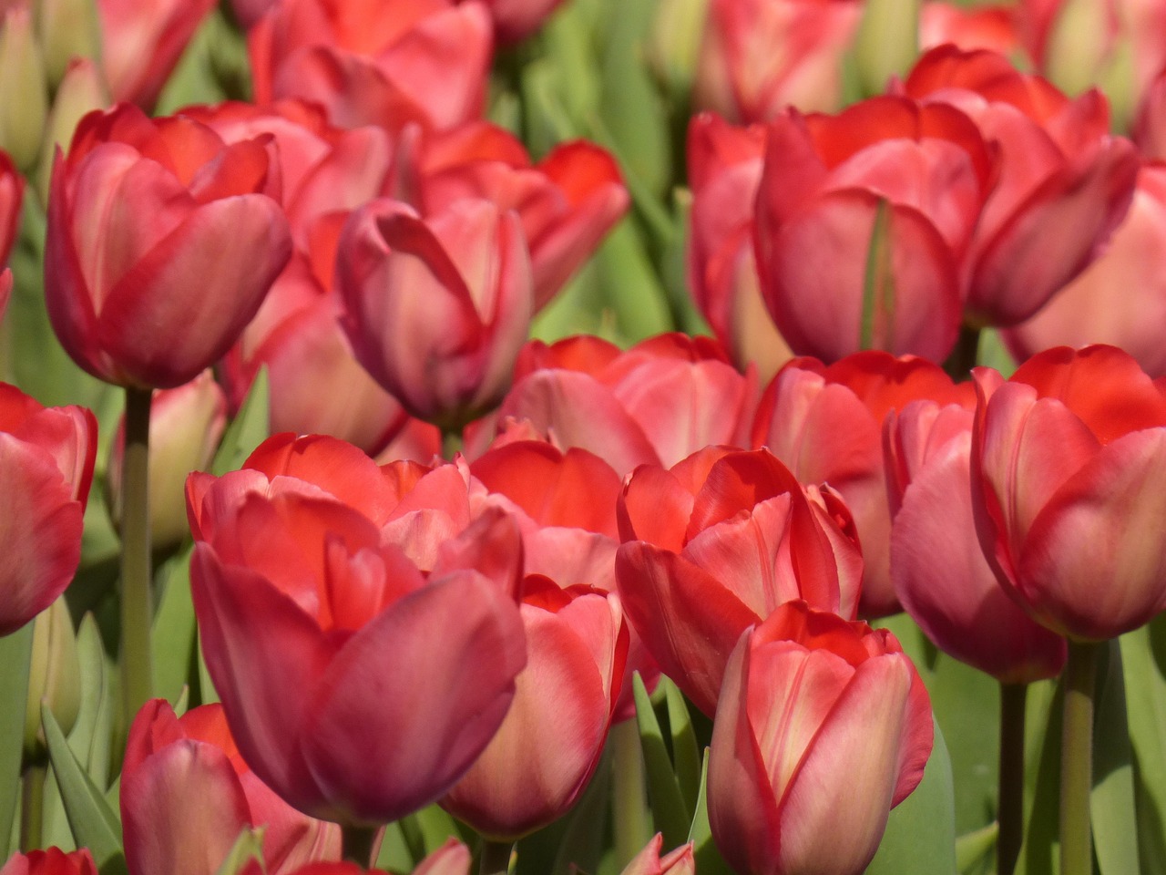 Tulip Plante Nature - Photo gratuite sur Pixabay - Pixabay