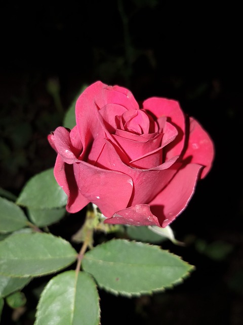 Flor Rosa Flora - Foto gratis en Pixabay - Pixabay