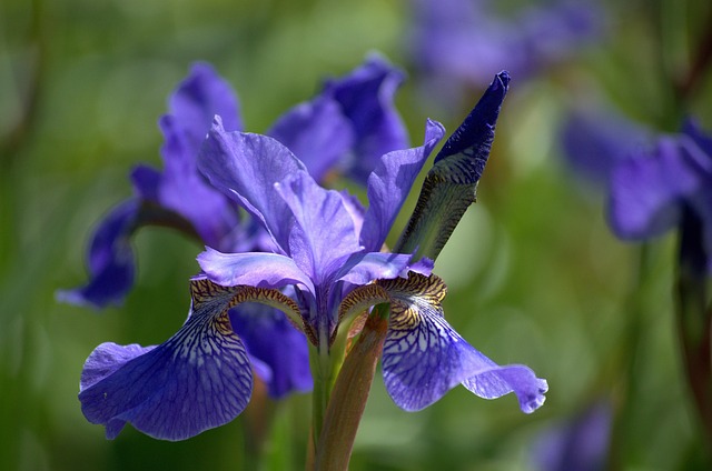 Bunga Iris Ungu - Foto gratis di Pixabay - Pixabay