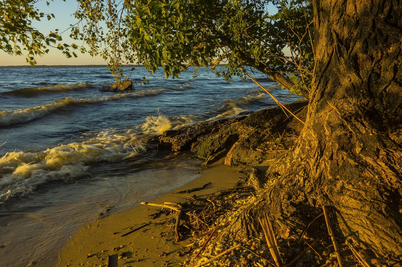 Nature Water Tree - Free photo on Pixabay - Pixabay