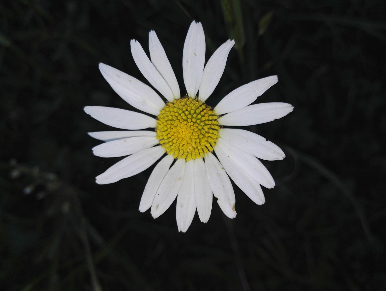 Bunga Alam Tanaman Musim - Foto gratis di Pixabay - Pixabay