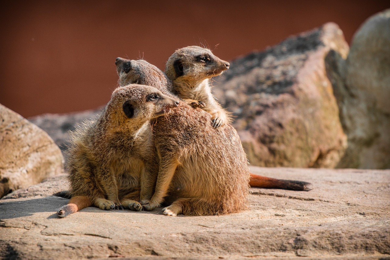 Natureza Animais Selvagens Animal - Foto gratuita no Pixabay - Pixabay