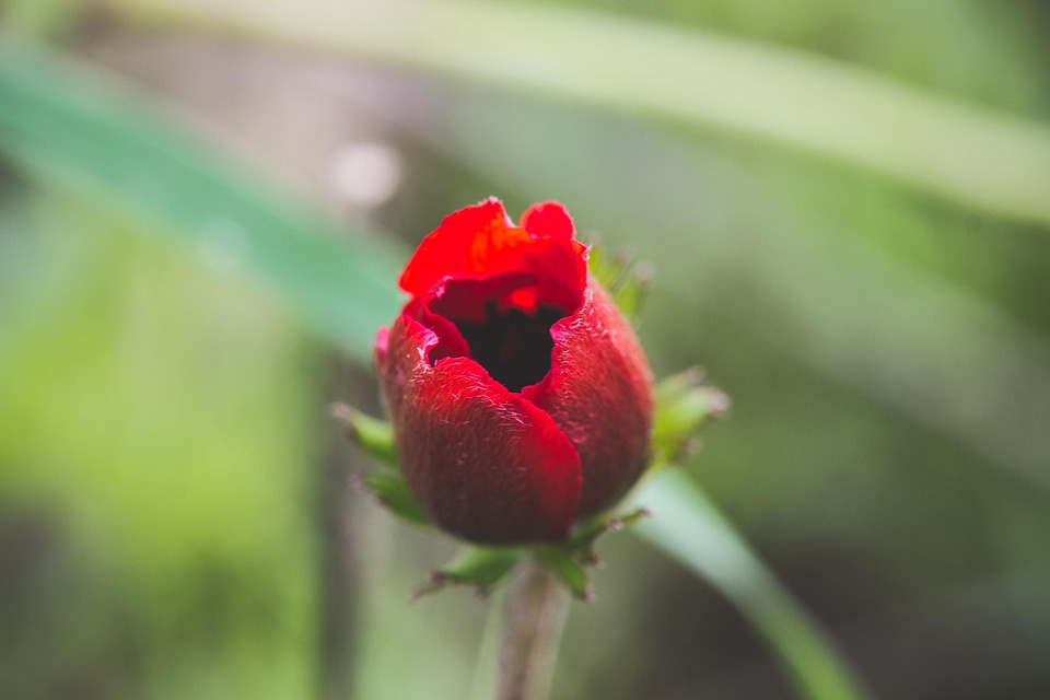 Natur Blume Draußen - Kostenloses Foto auf Pixabay