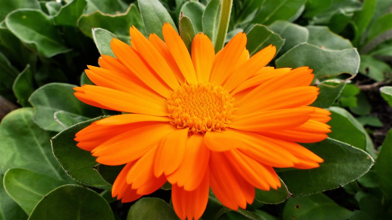 Plante Nature Fleur - Photo gratuite sur Pixabay - Pixabay