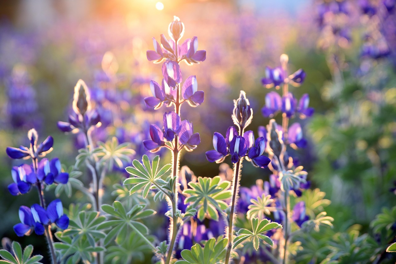 800+ kostnadsfria bilder med Lupiner och Natur - Pixabay