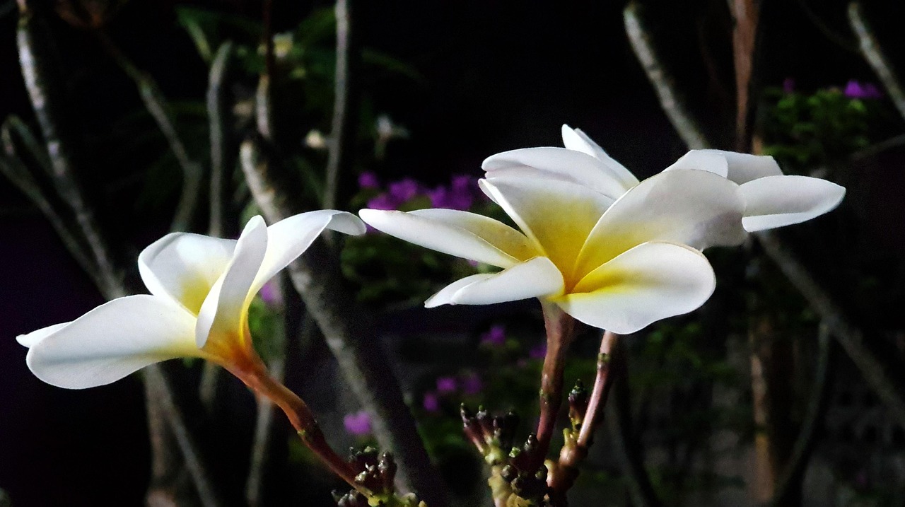 Plumeria Planta Árbol - Foto gratis en Pixabay - Pixabay