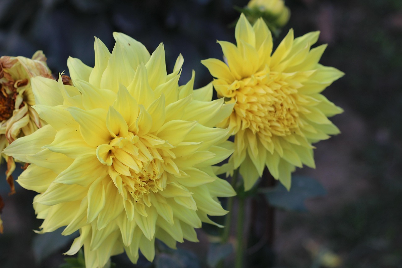 Naturaleza Flor Flora El - Foto gratis en Pixabay - Pixabay