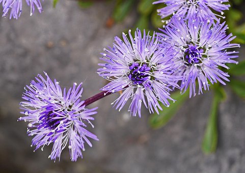 40+ Free Nodding & Inflorescence Images - Pixabay
