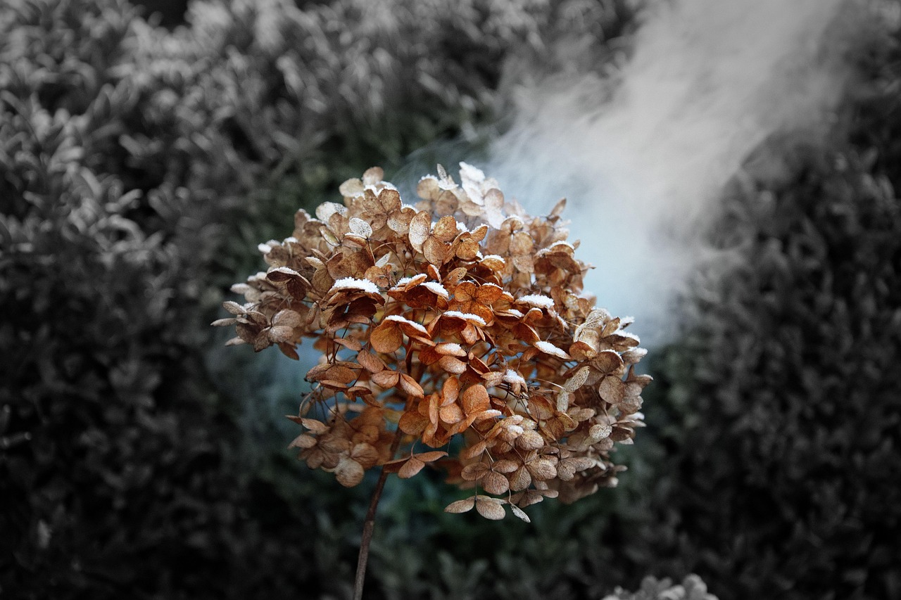 70,000+ Free Trees With No Background & Nature Images - Pixabay