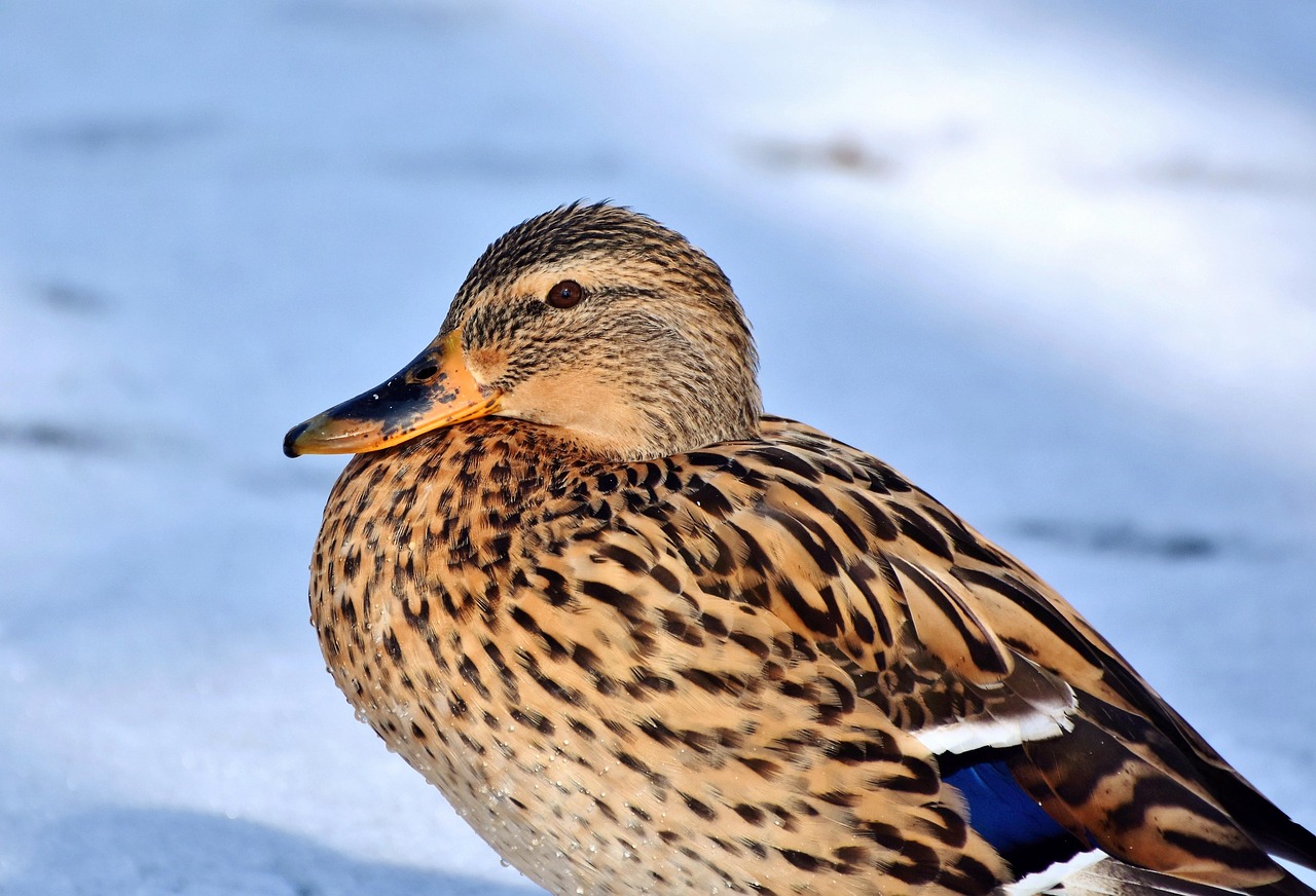 Duck Drake Water Bird - Free photo on Pixabay - Pixabay