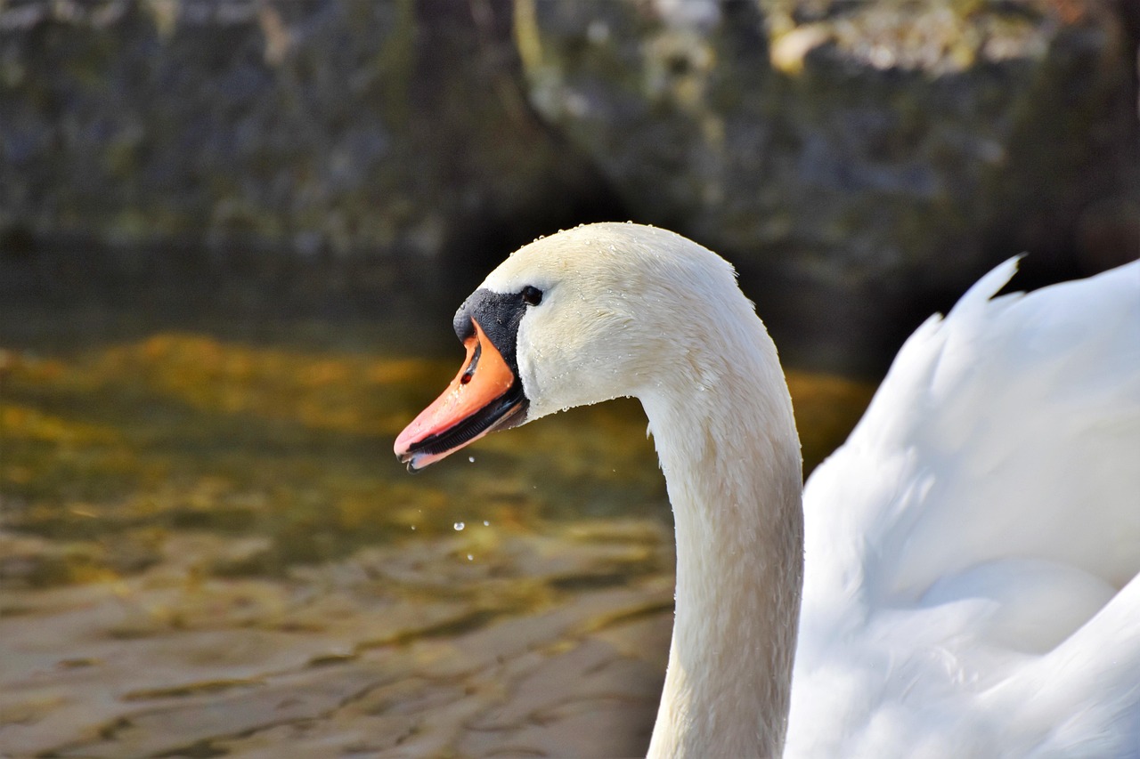 Cisne Ave Acuática Schwimmvogel - Foto gratis en Pixabay - Pixabay