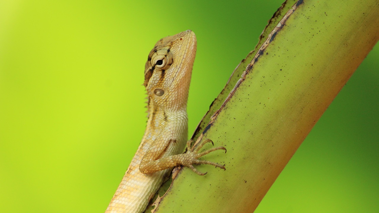 Natureza Animais Selvagens Área De - Foto gratuita no Pixabay - Pixabay