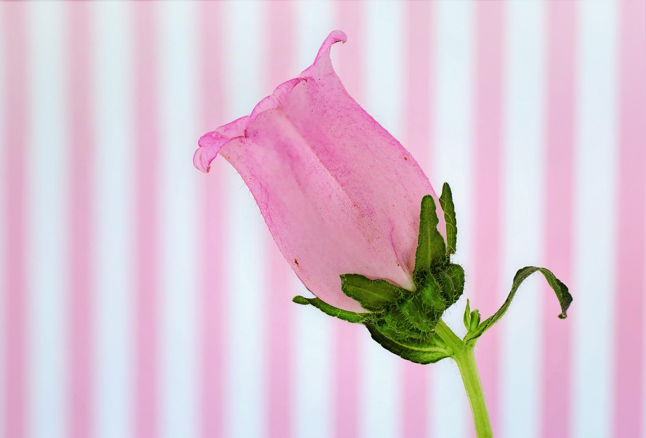 30,000+ Free Pink Free & Pink Images - Pixabay