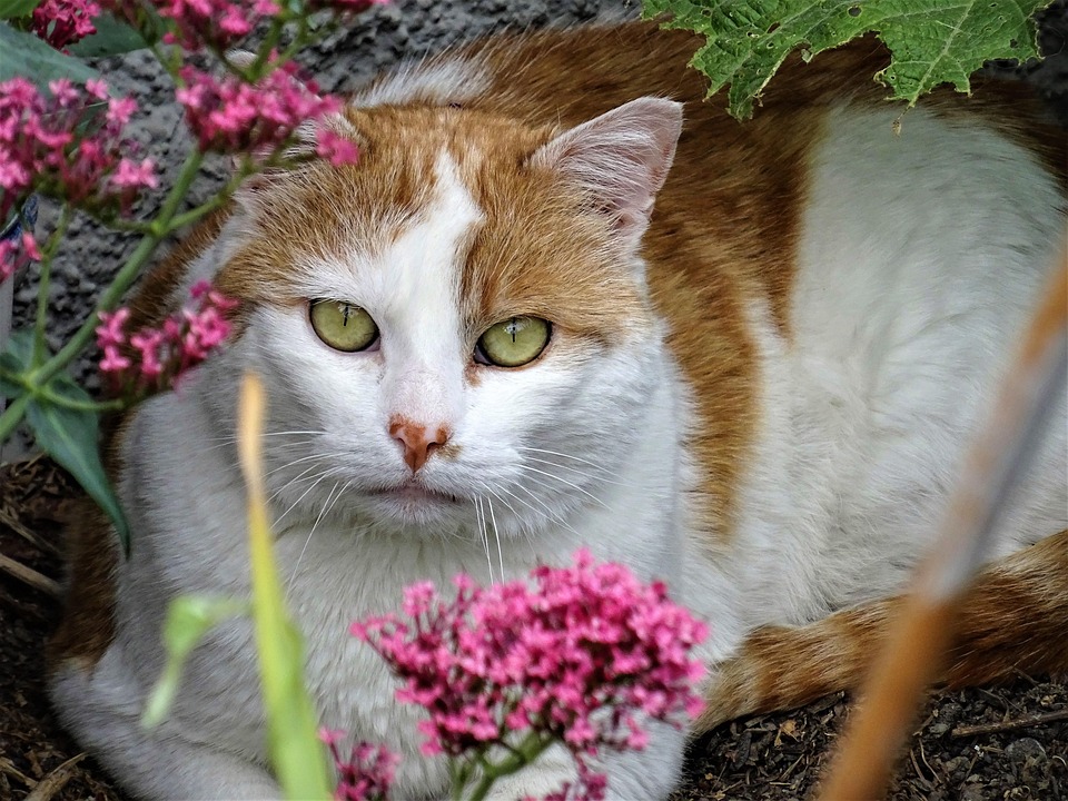 Kitten Portrait Fur - Free photo on Pixabay