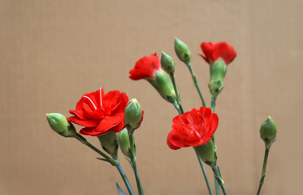 Carnations Red Nature - Free photo on Pixabay
