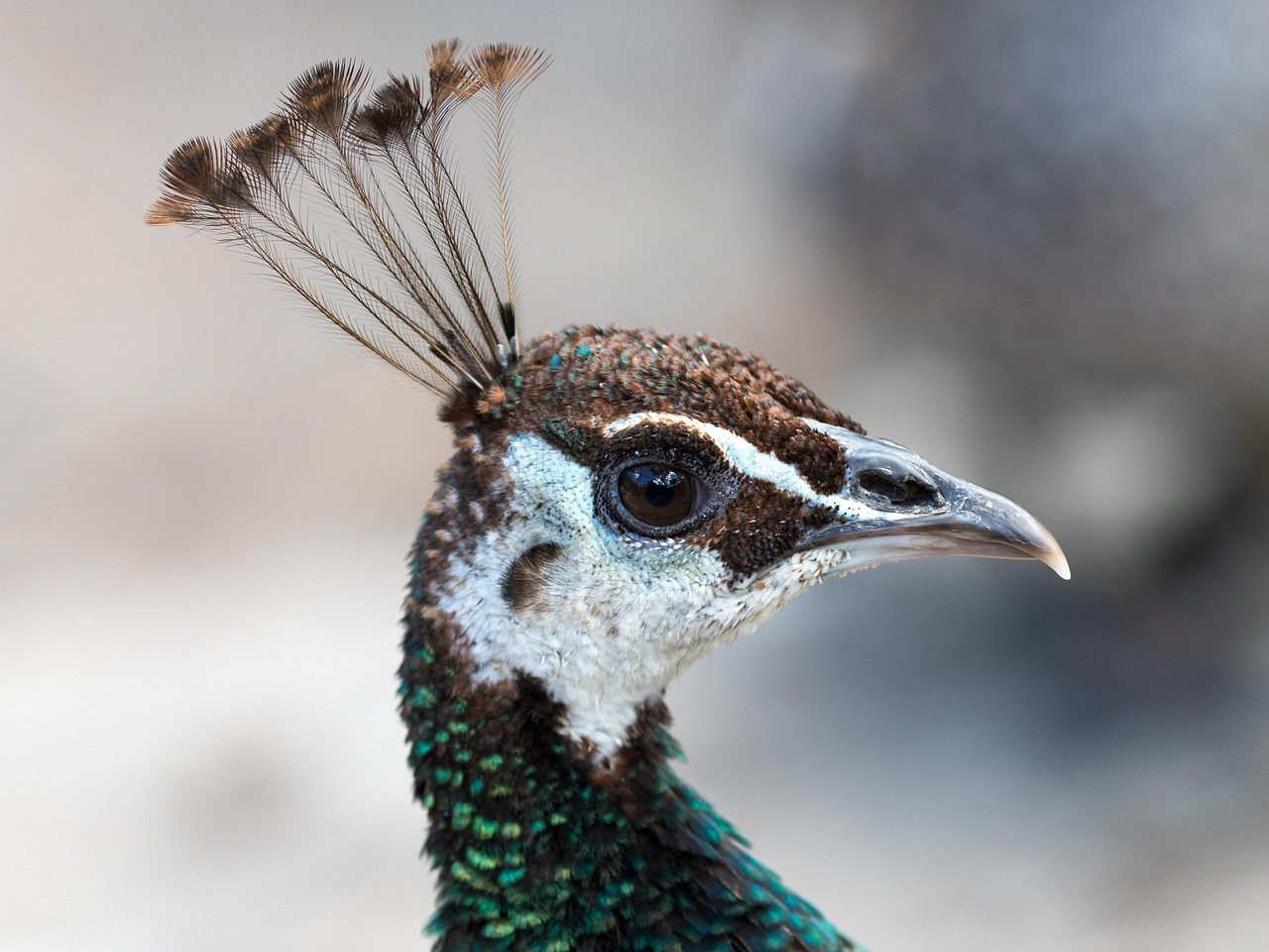 60+ Free Peahen & Bird Images - Pixabay