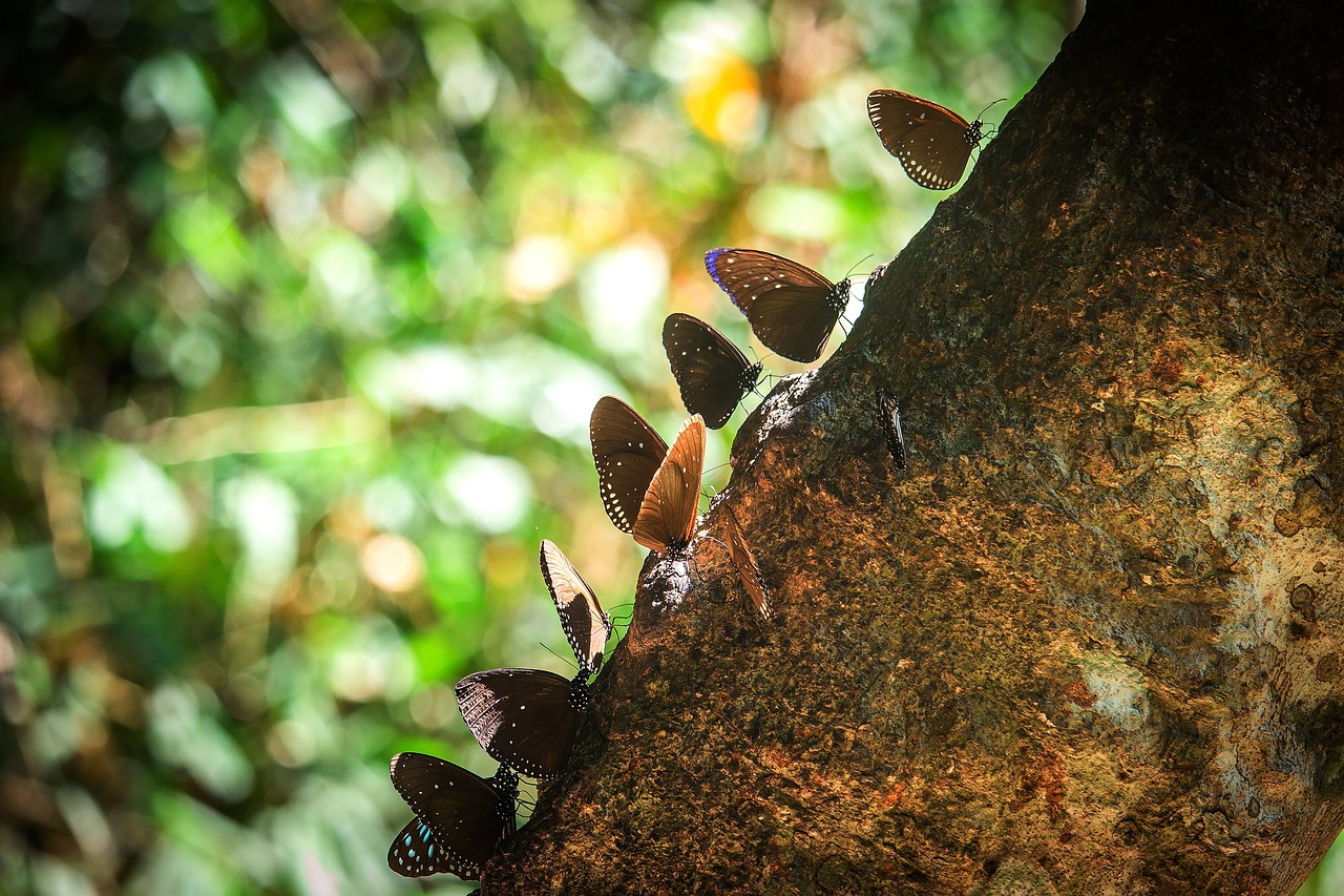 Butterfly Forest Animal The - Free photo on Pixabay