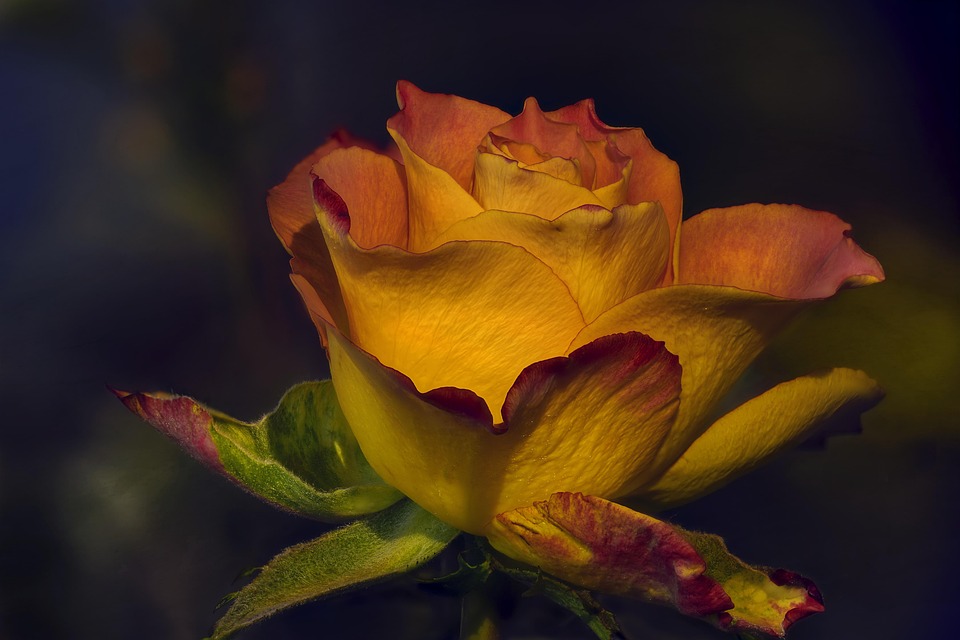 Flor La Naturaleza Hoja · Foto gratis en Pixabay