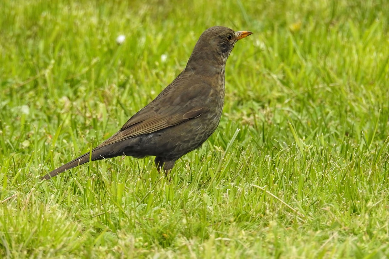 Blackbird Female Bird - Free photo on Pixabay - Pixabay