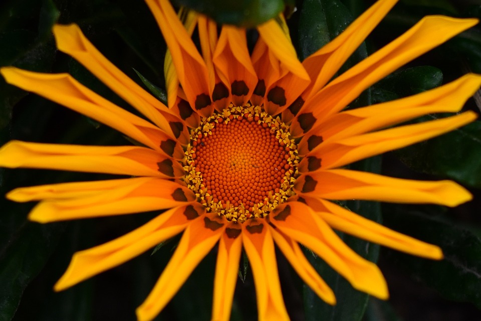 Approach Beautiful Flower Nature - Free photo on Pixabay - Pixabay
