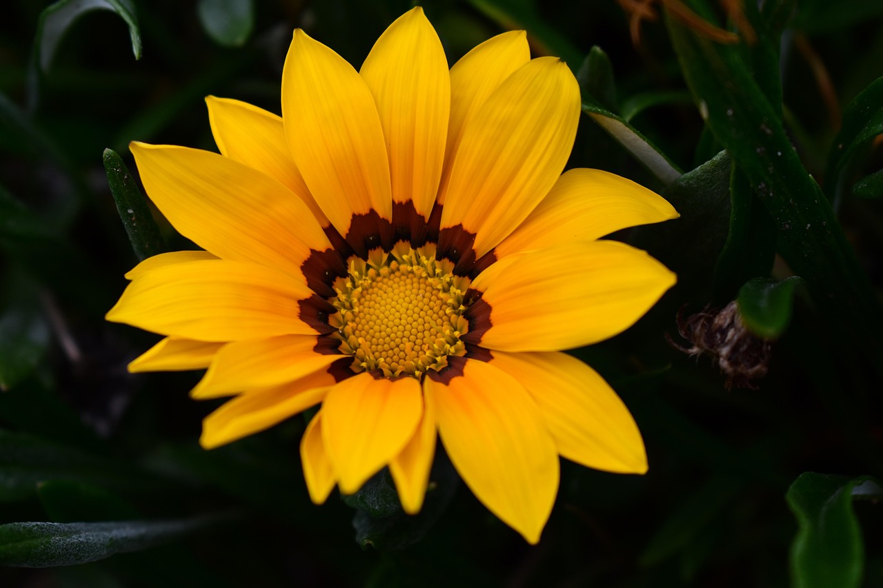 Bunga Tanaman Alam Daun - Foto gratis di Pixabay - Pixabay