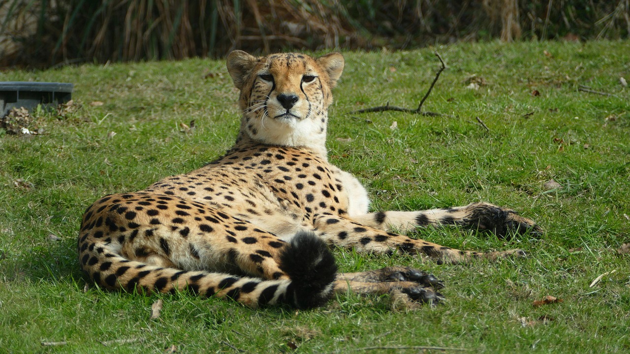 Fauna Silvestre Mamíferos - Foto gratis en Pixabay - Pixabay