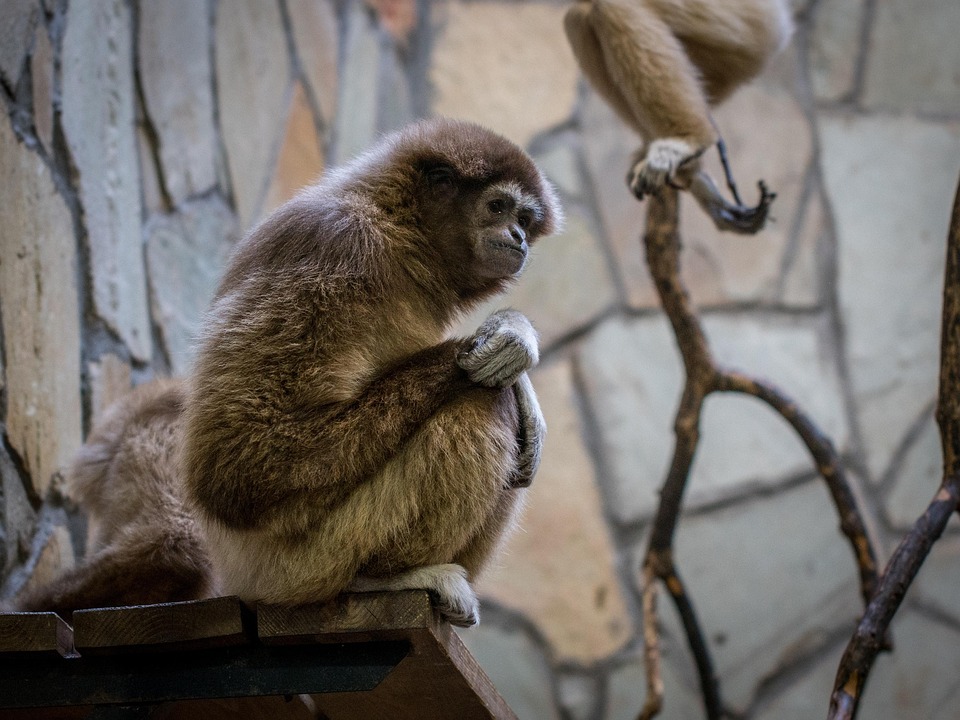 Monkey Mammals Primacy - Free photo on Pixabay - Pixabay
