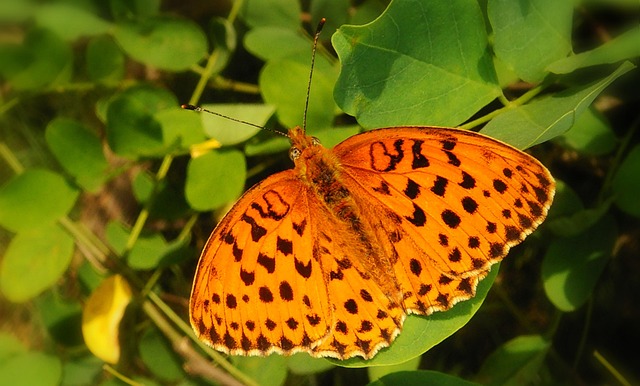 Nature Les Papillons Diurnes - Photo gratuite sur Pixabay - Pixabay
