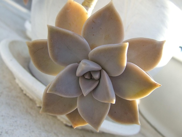 Greece Flower Nature - Free photo on Pixabay - Pixabay