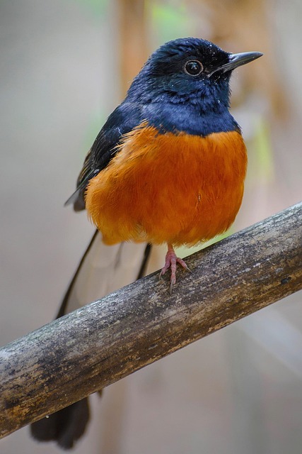 Pájaro Naranja Ojos - Foto gratis en Pixabay - Pixabay