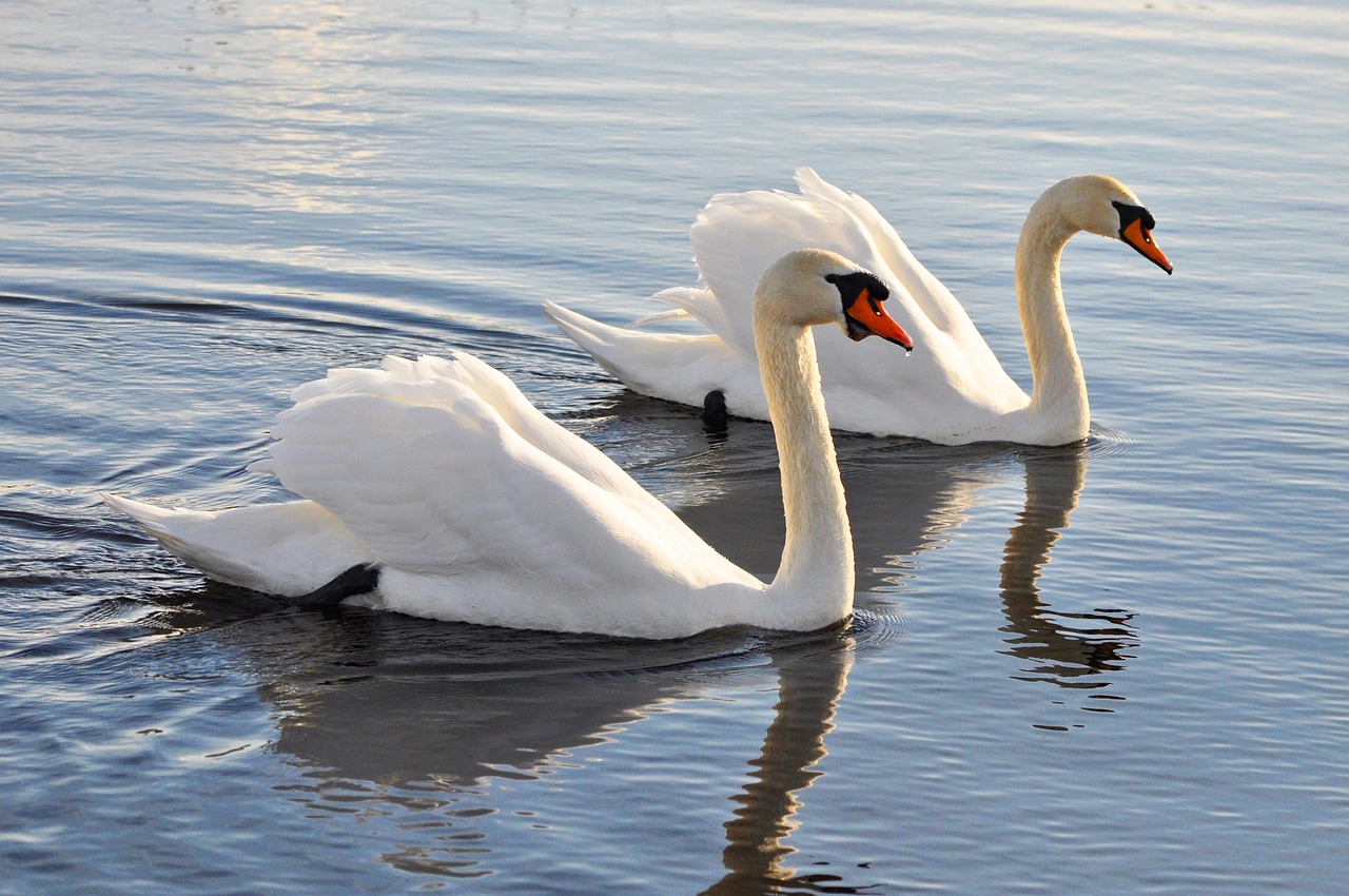 Mute Swan Animal - Free photo on Pixabay - Pixabay