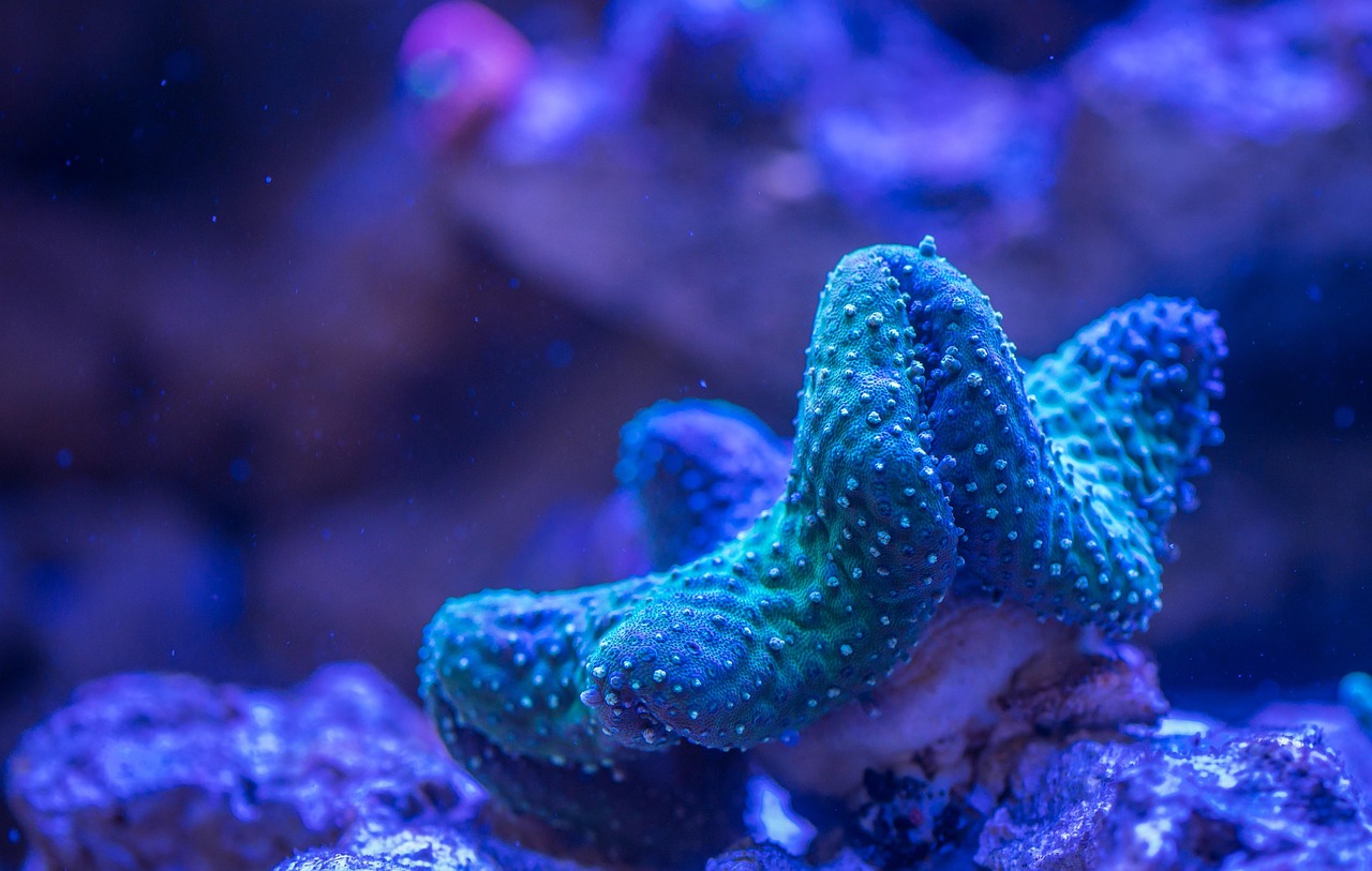 Coral Polyp - Free photo on Pixabay