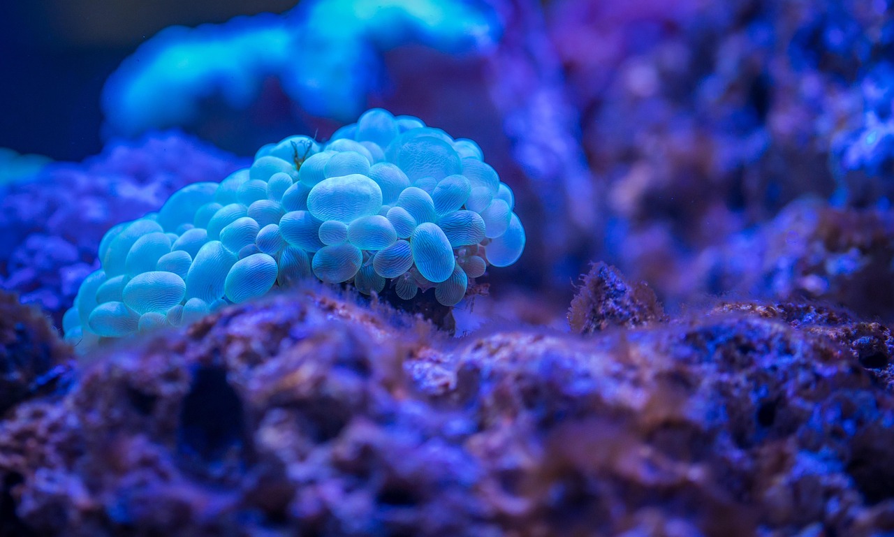 2,000+ Free Coral Polyps & Coral Images - Pixabay