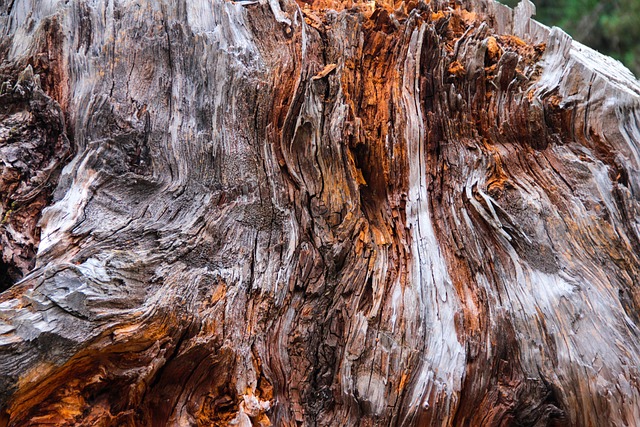 Naturaleza Árbol Madera - Foto gratis en Pixabay - Pixabay