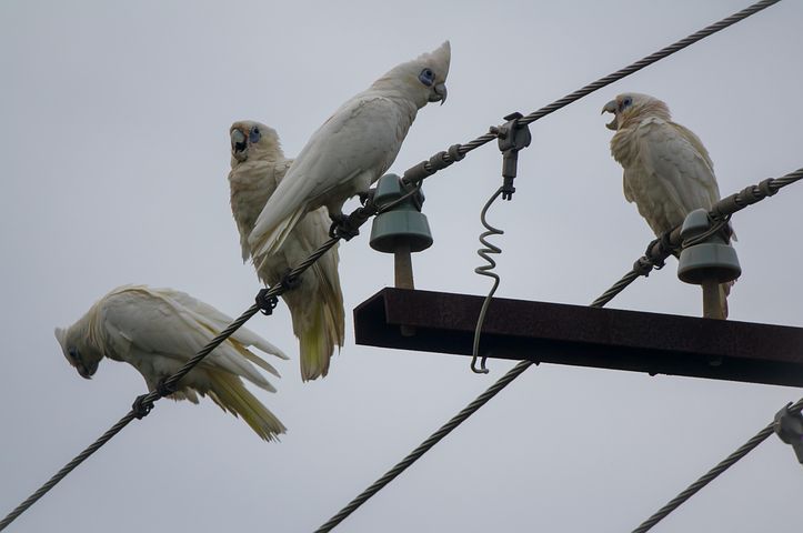 100+ Free White Cockatoo & Cockatoo Images - Pixabay