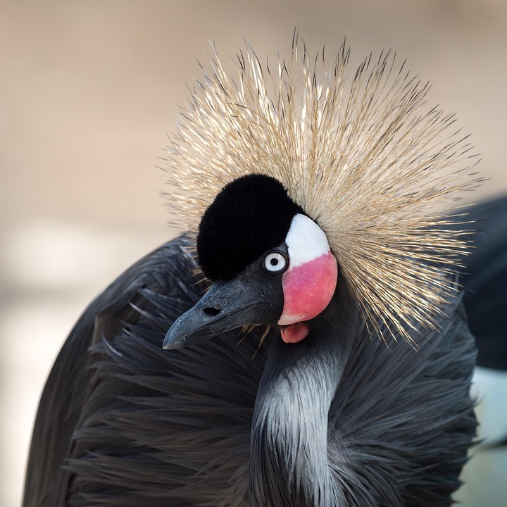 Grey Crowned Crane Portrait Bird - Free photo on Pixabay - Pixabay