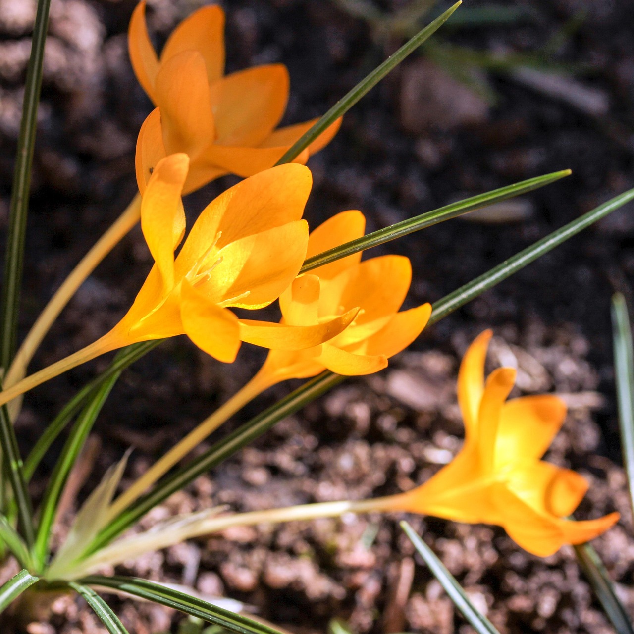 Natureza Plantar Flor - Foto gratuita no Pixabay - Pixabay