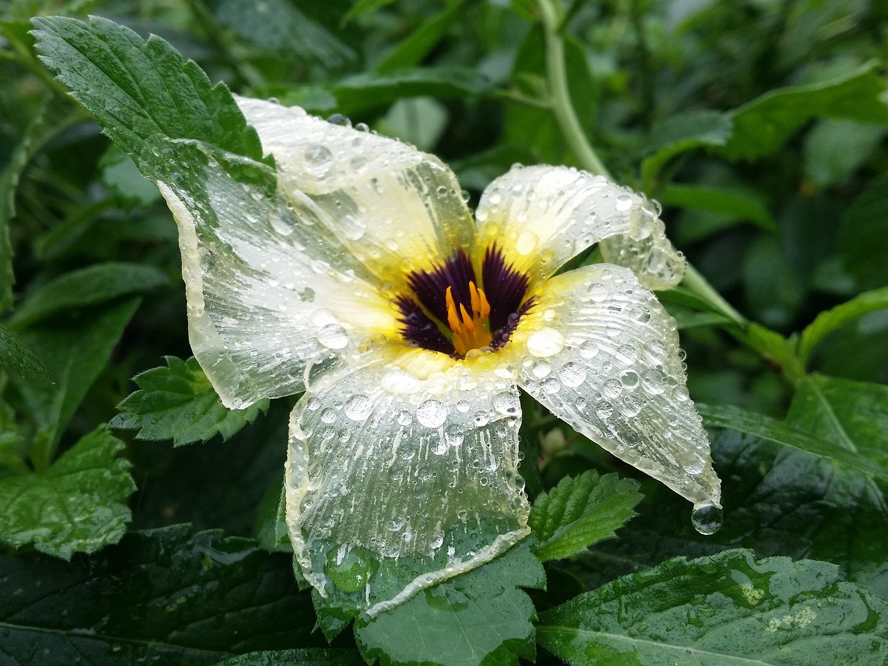 Natureza Plantar Flor - Foto gratuita no Pixabay - Pixabay