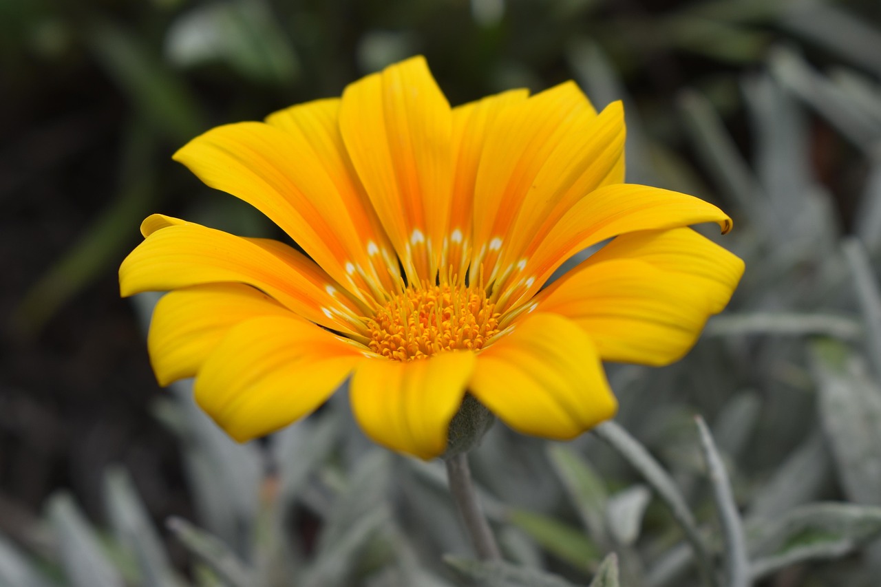 Nature Plant Flower - Free photo on Pixabay