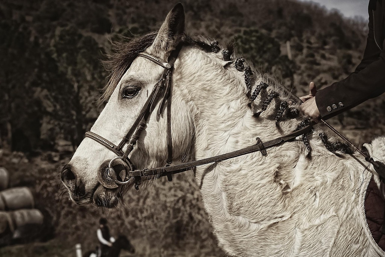 Ridings Competitions Equestrian - Free photo on Pixabay - Pixabay