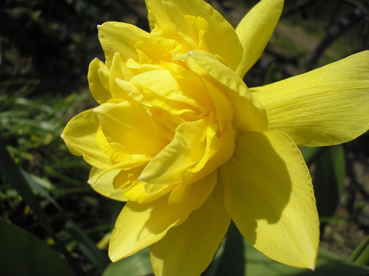 Narcisse La Nature Fleur - Photo gratuite sur Pixabay - Pixabay