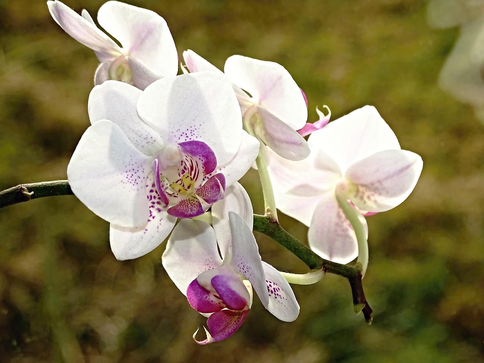 Orchidée Fleurs Fleur - Photo gratuite sur Pixabay